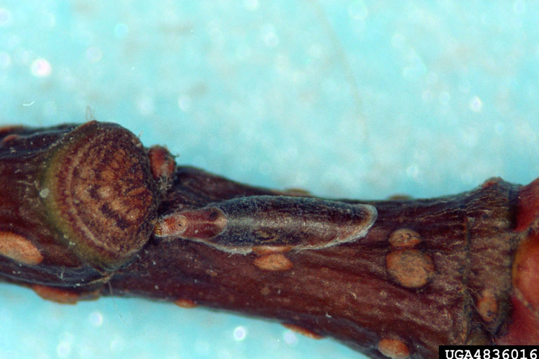 oystershell scale (Lepidosaphes ulmi)