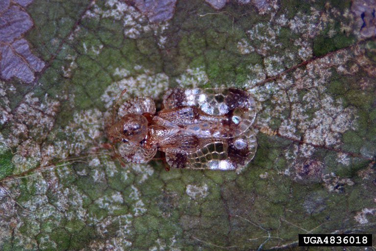 birch lace bug (Corythucha pallipes Parshley)
