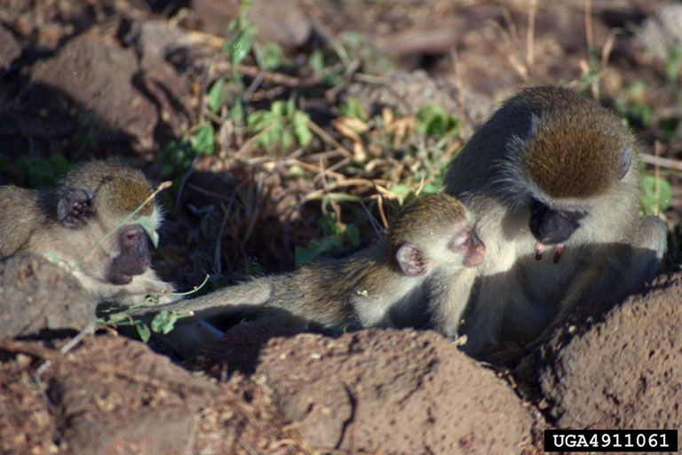 monkey (Family Cercopithecidae)