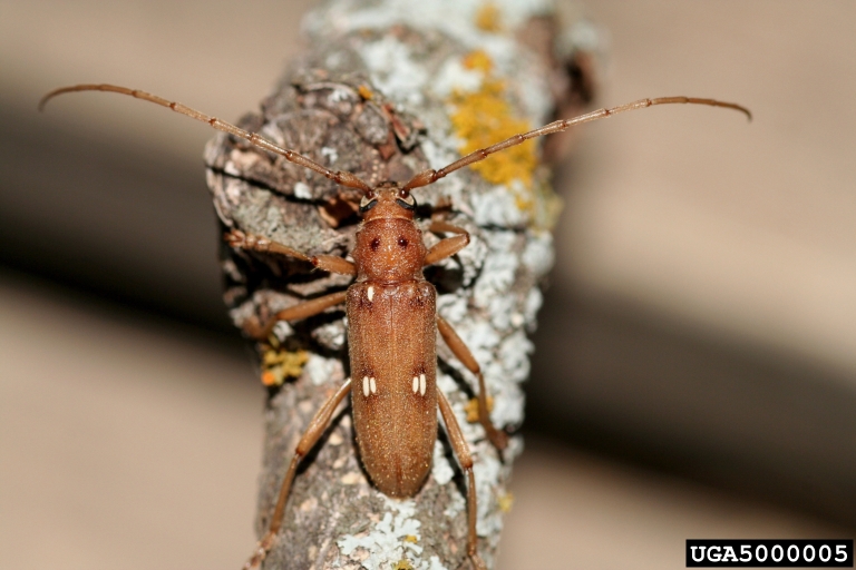 long-horned beetle (Genus Eburia)