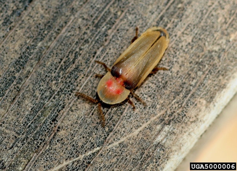 firefly (Pleotomus pallens)