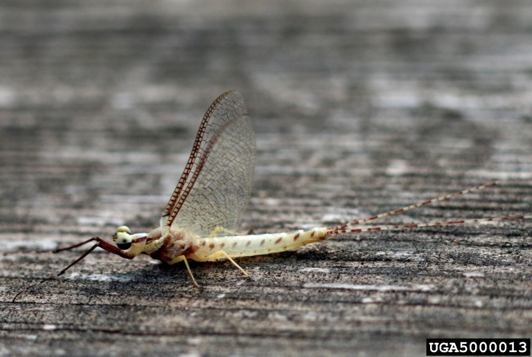 large mayfly (Hexagenia limbata)