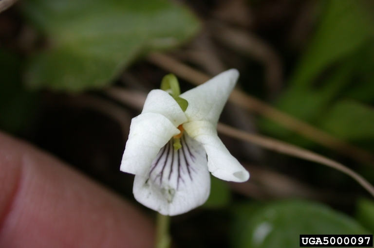 white violet (Viola renifolia)