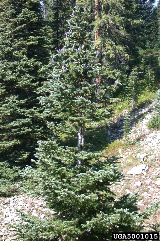 subalpine fir (Abies lasiocarpa (Hook.) Nutt.)