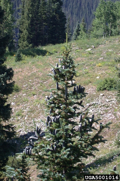 subalpine fir (Abies lasiocarpa (Hook.) Nutt.)