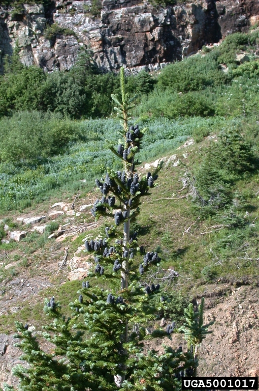 subalpine fir (Abies lasiocarpa (Hook.) Nutt.)