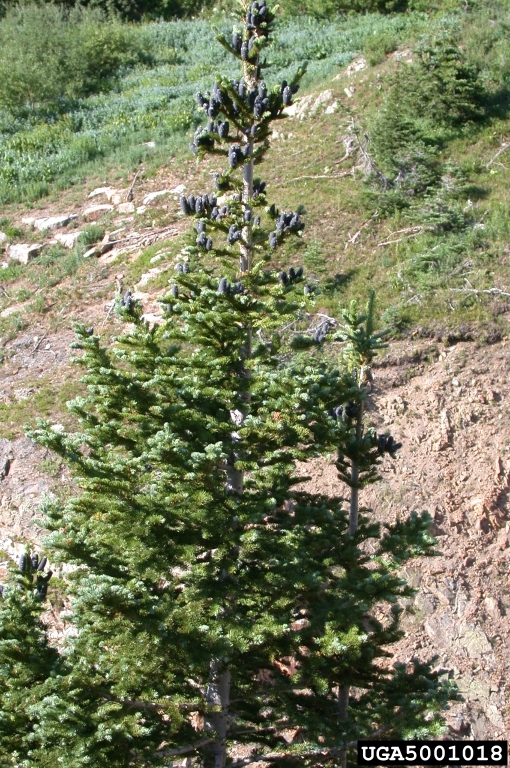 subalpine fir (Abies lasiocarpa)