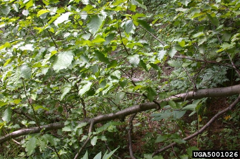 gray alder (Alnus incana)