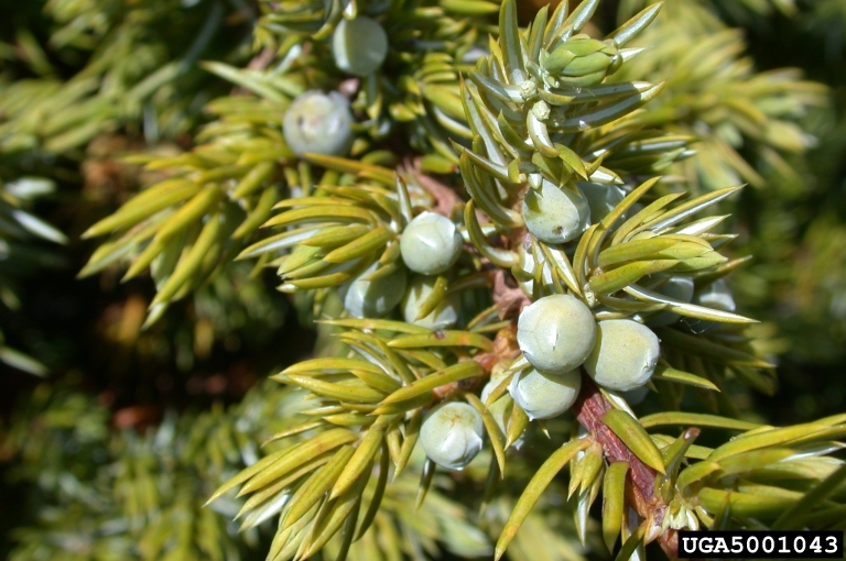 common juniper (Juniperus communis)