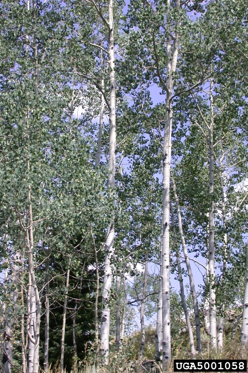 quaking aspen (Populus tremuloides Michx.)