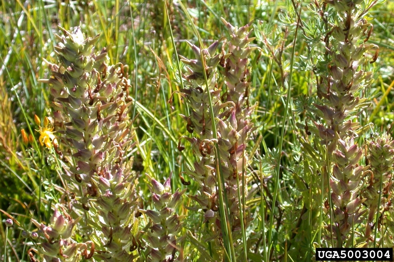 meadow lousewort (Pedicularis crenulata Benth.)