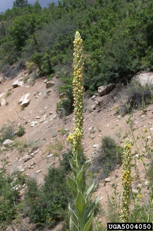 common mullein (Verbascum thapsus L.)