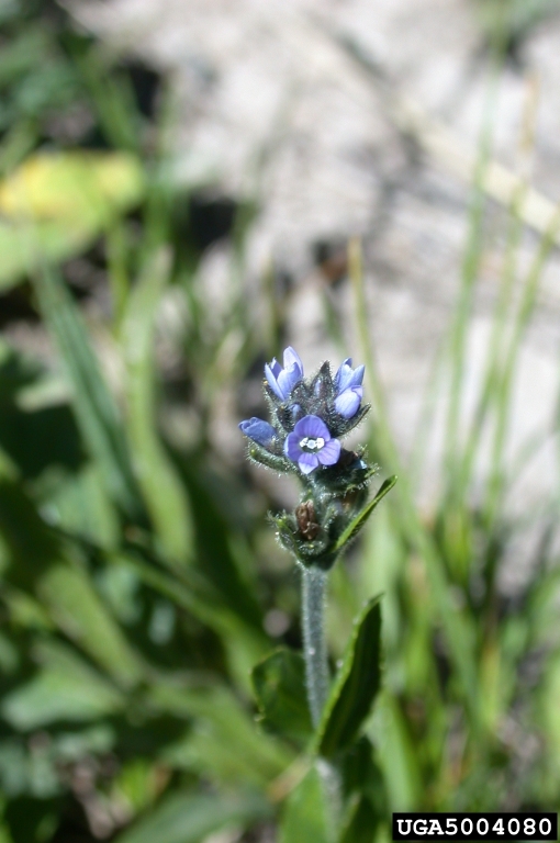 American alpine speedwell (Veronica wormskjoldii Roemer & J.A. Schultes)