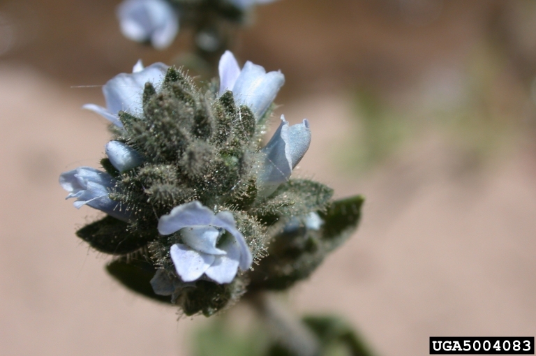 American alpine speedwell (Veronica wormskjoldii Roemer & J.A. Schultes)