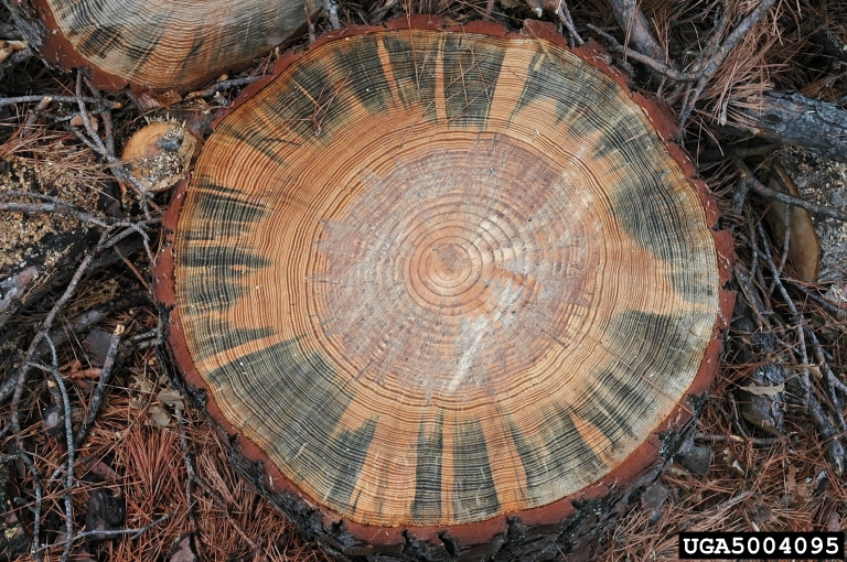 Ophiostoma - Alchetron, The Free Social Encyclopedia