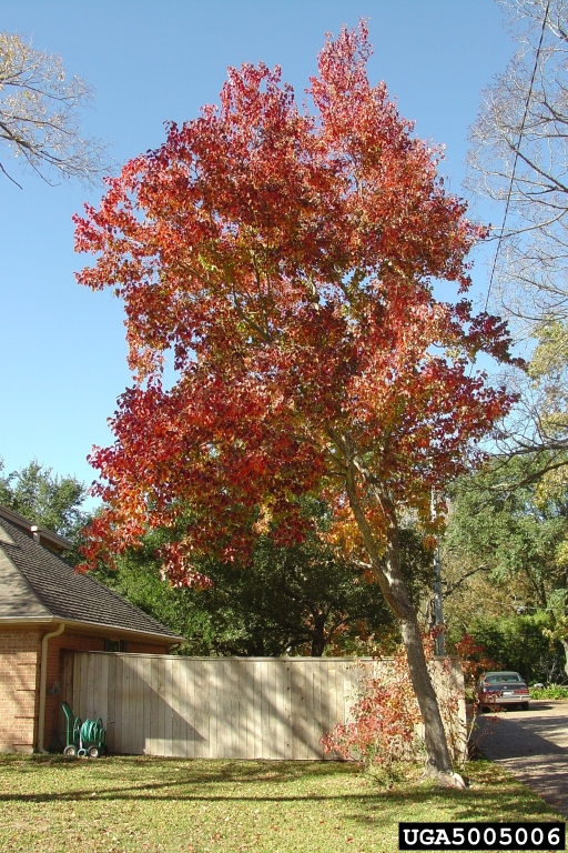 Chinese tallowtree (Triadica sebifera)