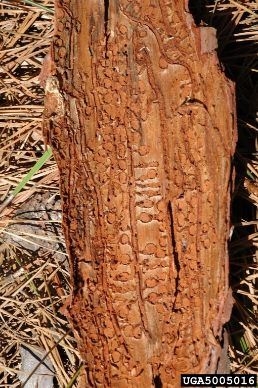 small southern pine engraver (Ips avulsus (Eichhoff, 1868))