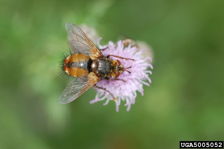 Tachinid fly (Tachina fera (Linnaeus, 1761 ))