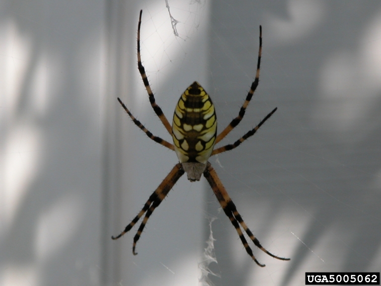 garden orbweavers (Genus Argiope Audouin, 1826)