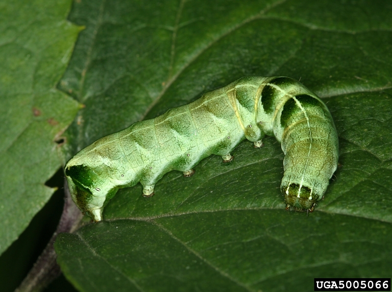 sphinx or hawk moths (Family Sphingidae)