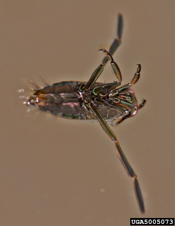 backswimmers (Family Notonectidae)