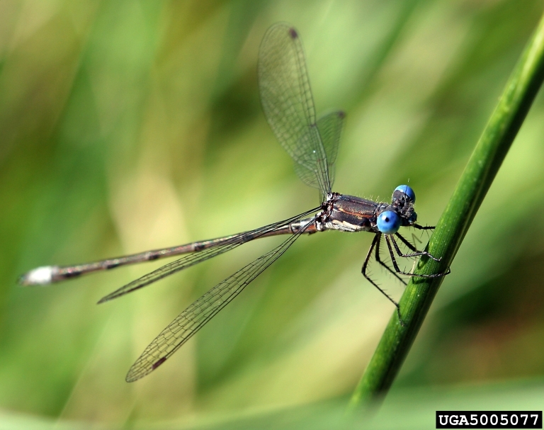 stalked-winged damselflies (Family Lestidae)