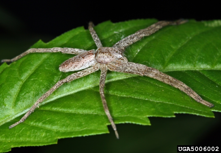 Philodromid crab spider (Family Philodromidae)