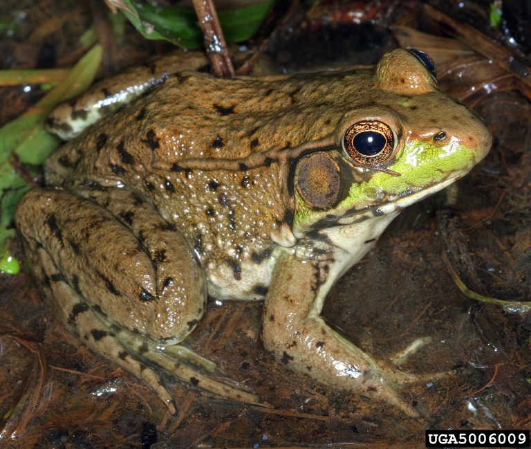 Green frog (Lithobates clamitans (Latreille in Sonnini de Manoncourt ...
