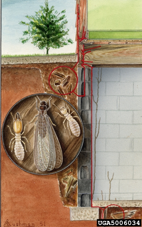 termites (Order Isoptera)