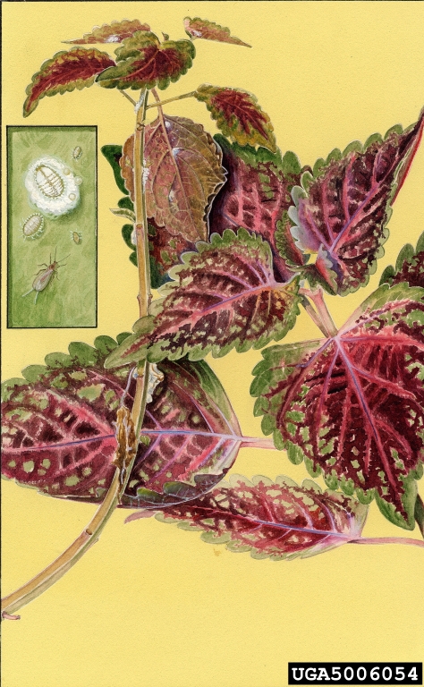 citrus mealybug (Planococcus citri)