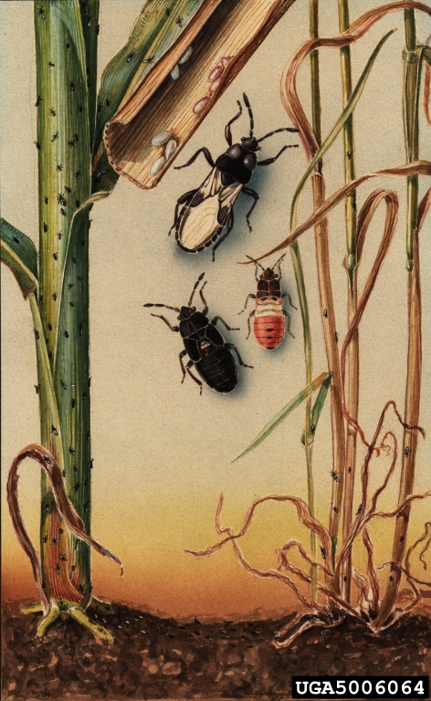 chinch bug (Blissus leucopterus leucopterus (Say, 1832))