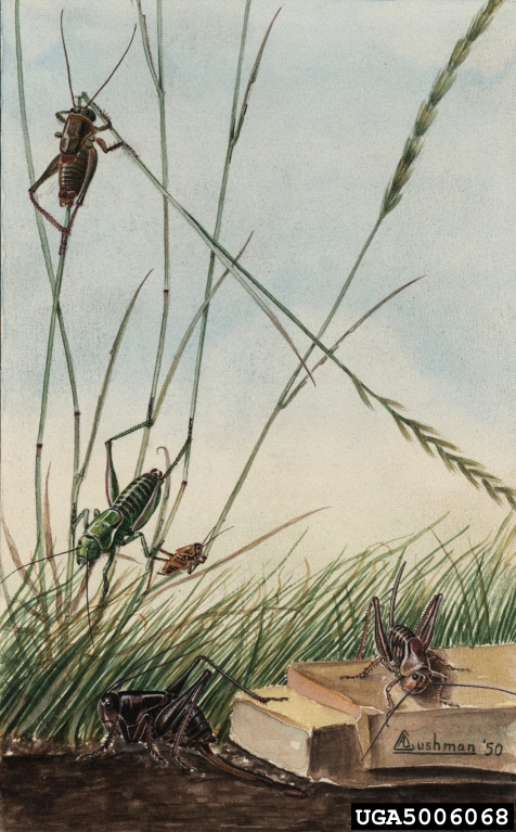 Mormon cricket (Anabrus simplex)