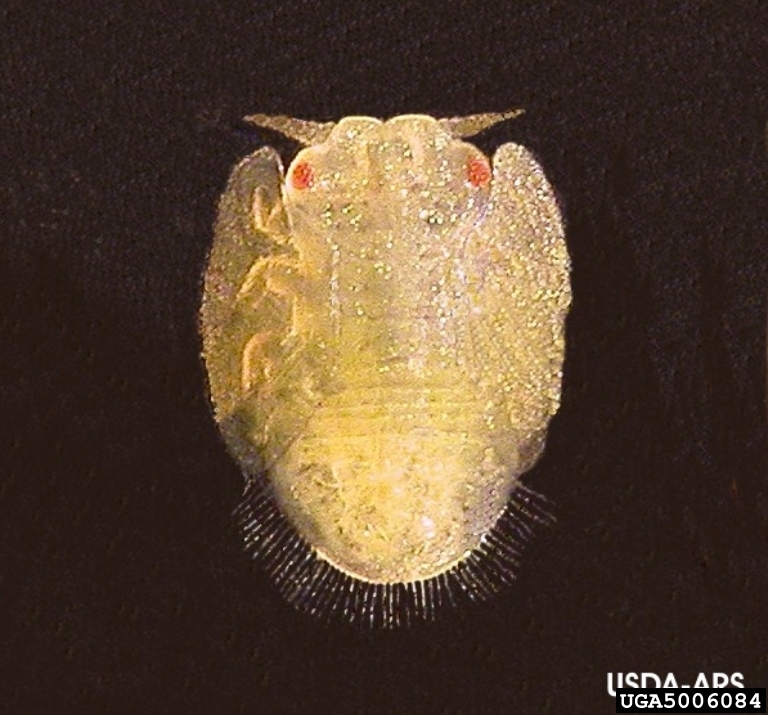 Asian citrus psyllid (Diaphorina citri Kuwayama)