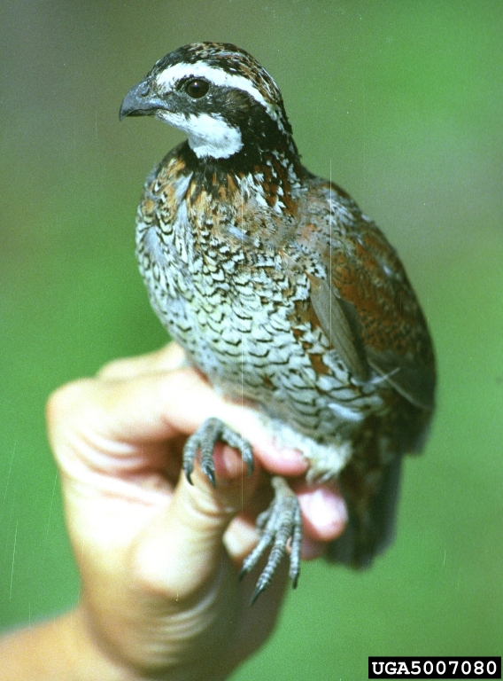 bob-white quail (Colinus virginianus Linnaeus)