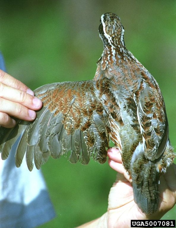 bob-white quail (Colinus virginianus Linnaeus)