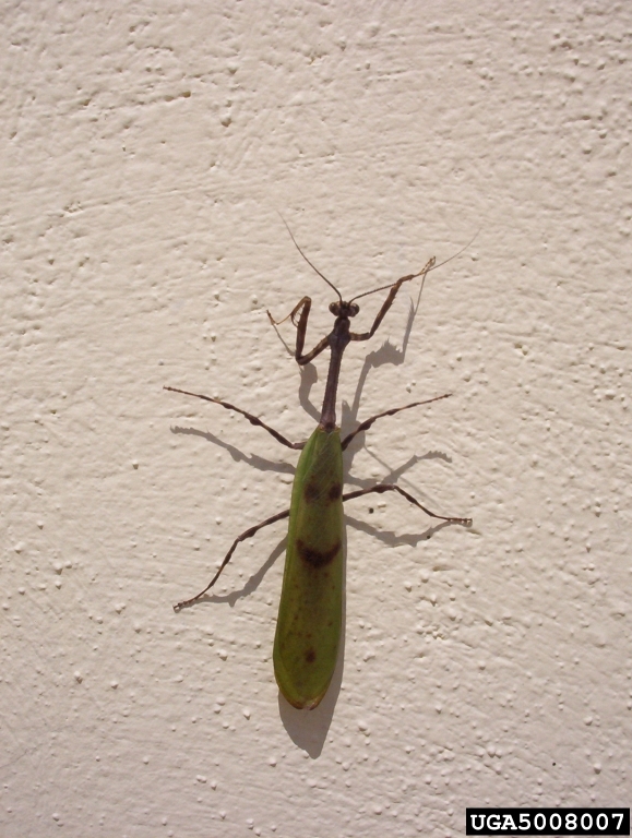 mantids (Family Mantidae)