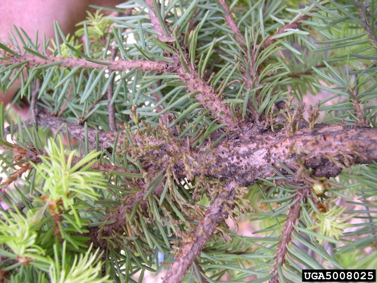 Douglas-fir dwarf mistletoe (Arceuthobium douglasii Englem.)