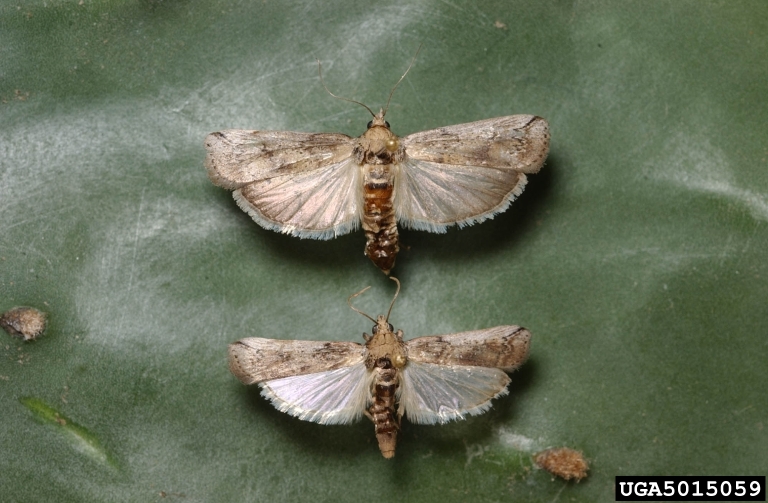 cactus moth (Cactoblastis cactorum)
