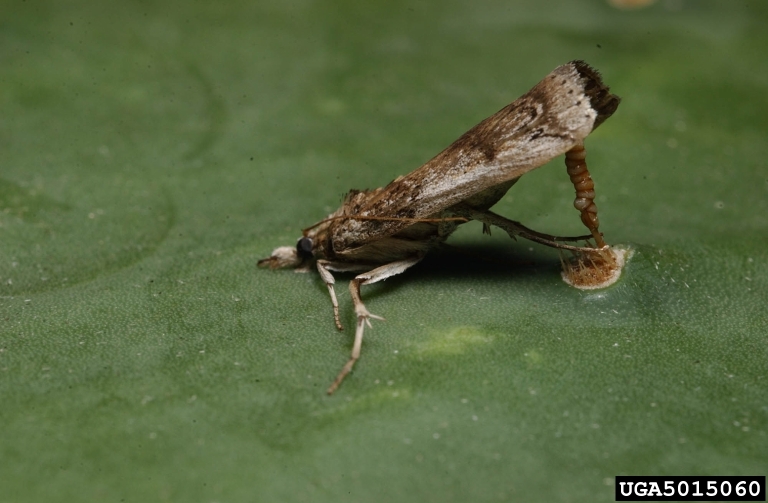 cactus moth, Cactoblastis cactorum (Lepidoptera: Pyralidae) - 5015060