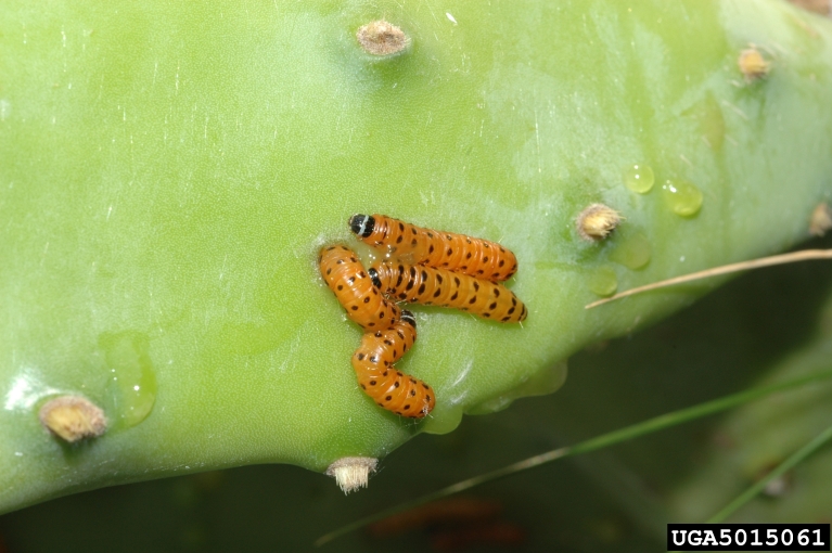 cactus moth (Cactoblastis cactorum (Berg))