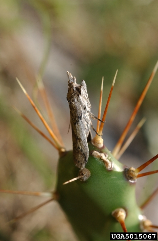 cactus moth (Cactoblastis cactorum (Berg, 1885))