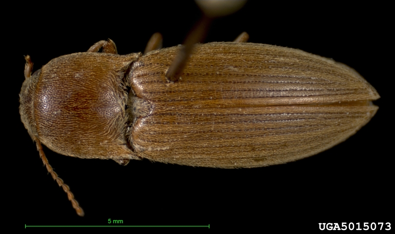 lined click beetle (Agriotes lineatus (Linnaeus, 1767))