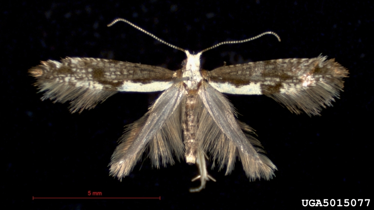 apple fruit moth (Argyresthia conjugella Zeller)