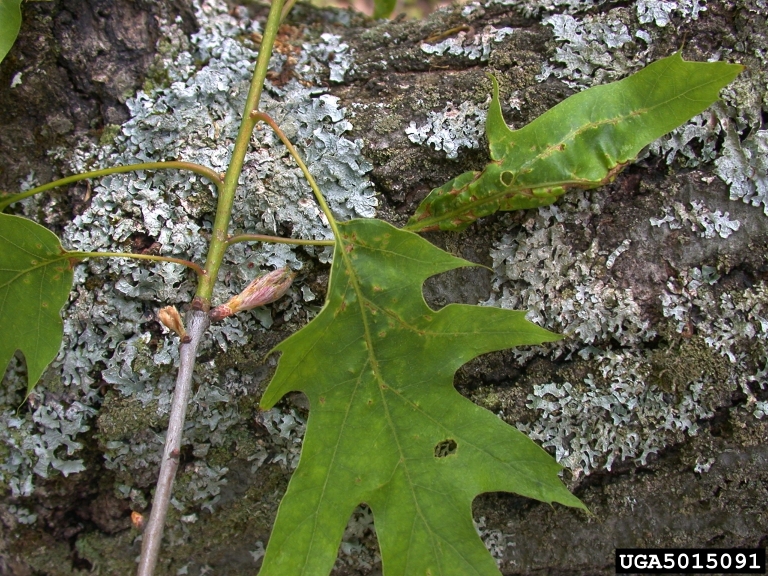frost and winter injury (general) on oak (Quercus spp. ) - 5015091