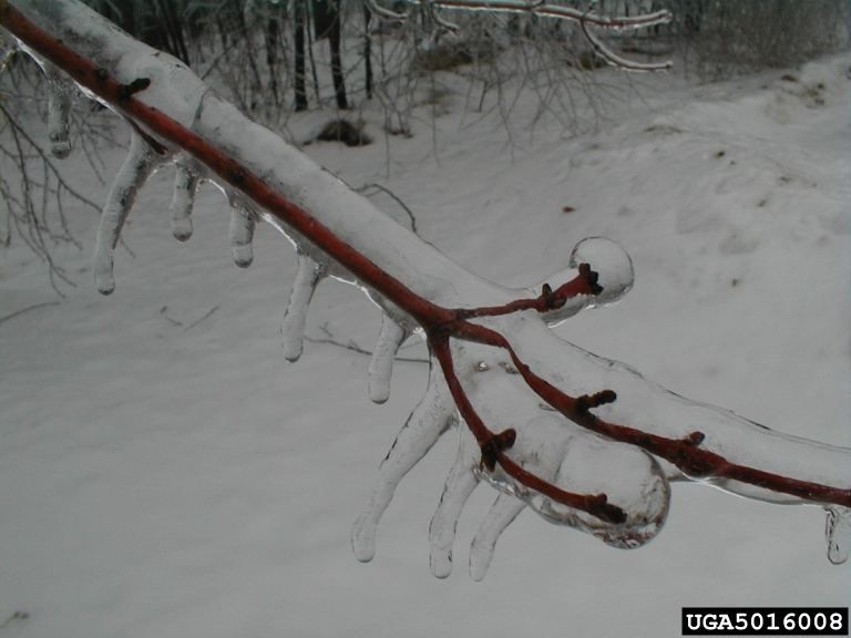 snow and ice damage (snow load)