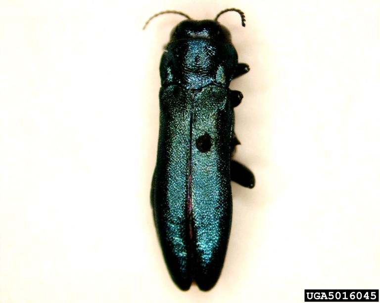 metallic wood-boring beetle (Agrilus cyanescens)