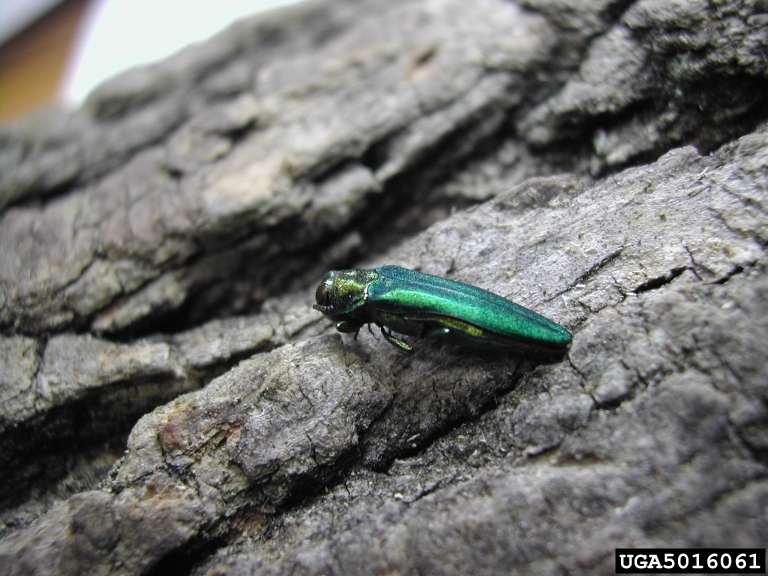 emerald ash borer (Agrilus planipennis)