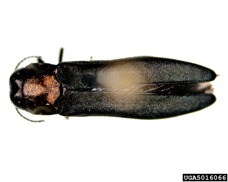 rednecked cane borer (Agrilus ruficollis (Fabricius, 1787))