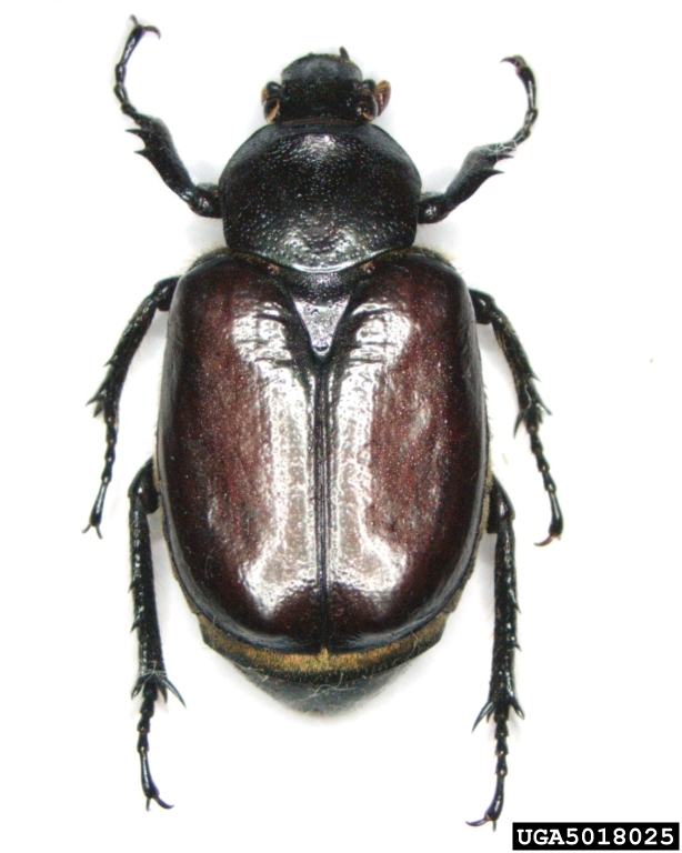 hermit flower beetle (Osmoderma eremicola (Knoch, 1801))