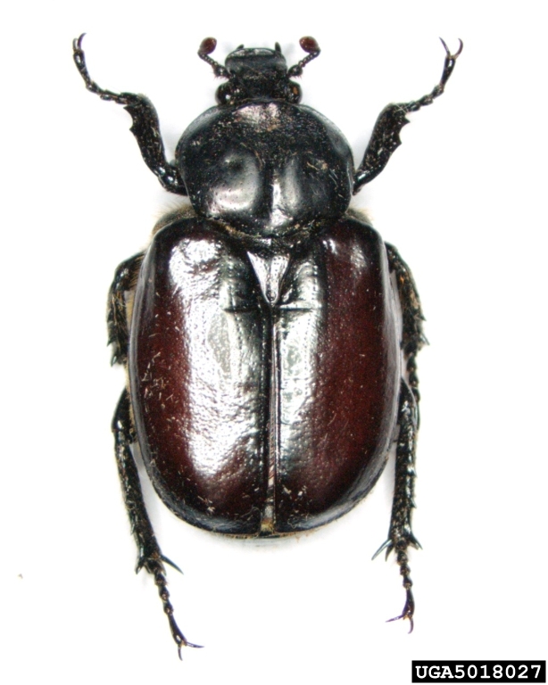 hermit flower beetle (Osmoderma eremicola (Knoch, 1801))